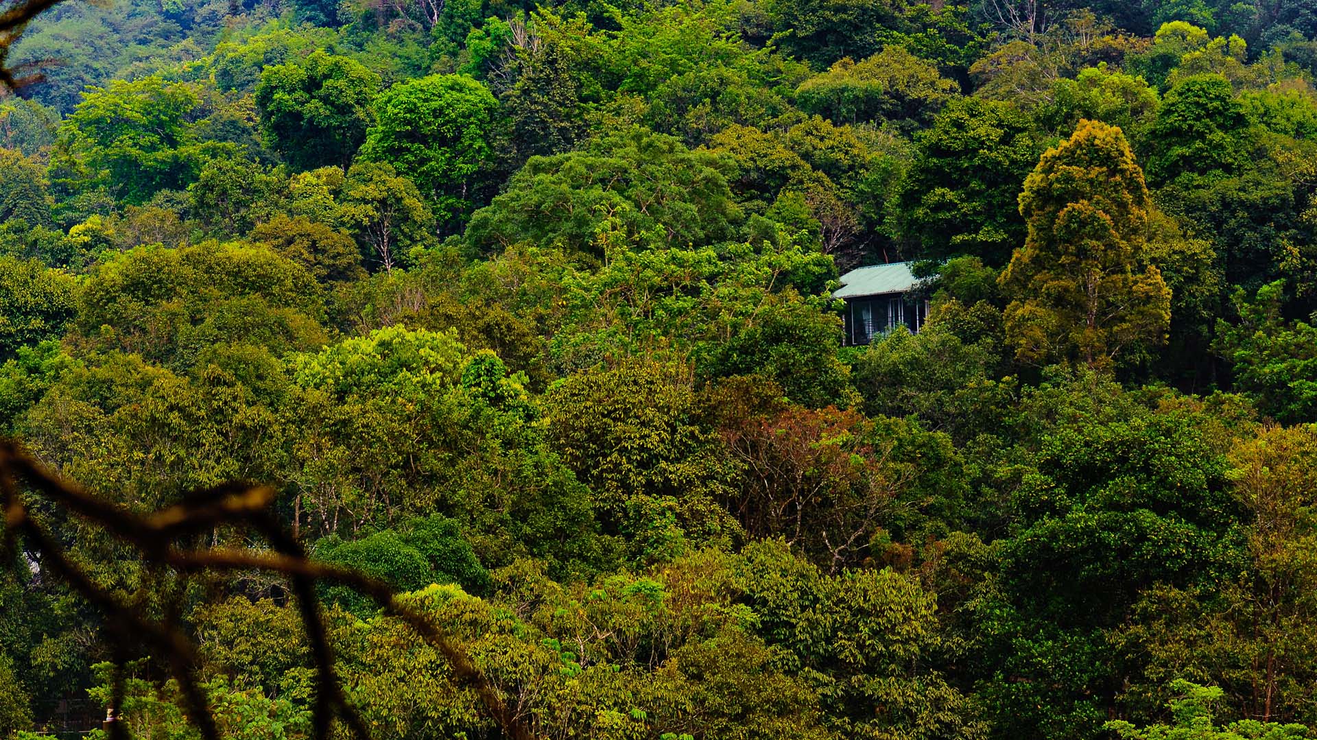 About Wayanad Wild Get up close to the wild|CGH Earth