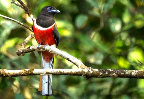 Hidden Kingdom | Wayanad Wild